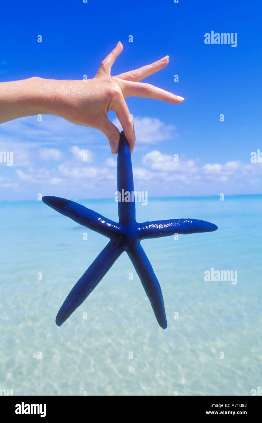 Womans hand holding blue starfish Aitutaki Cook Islands South Pacific ...