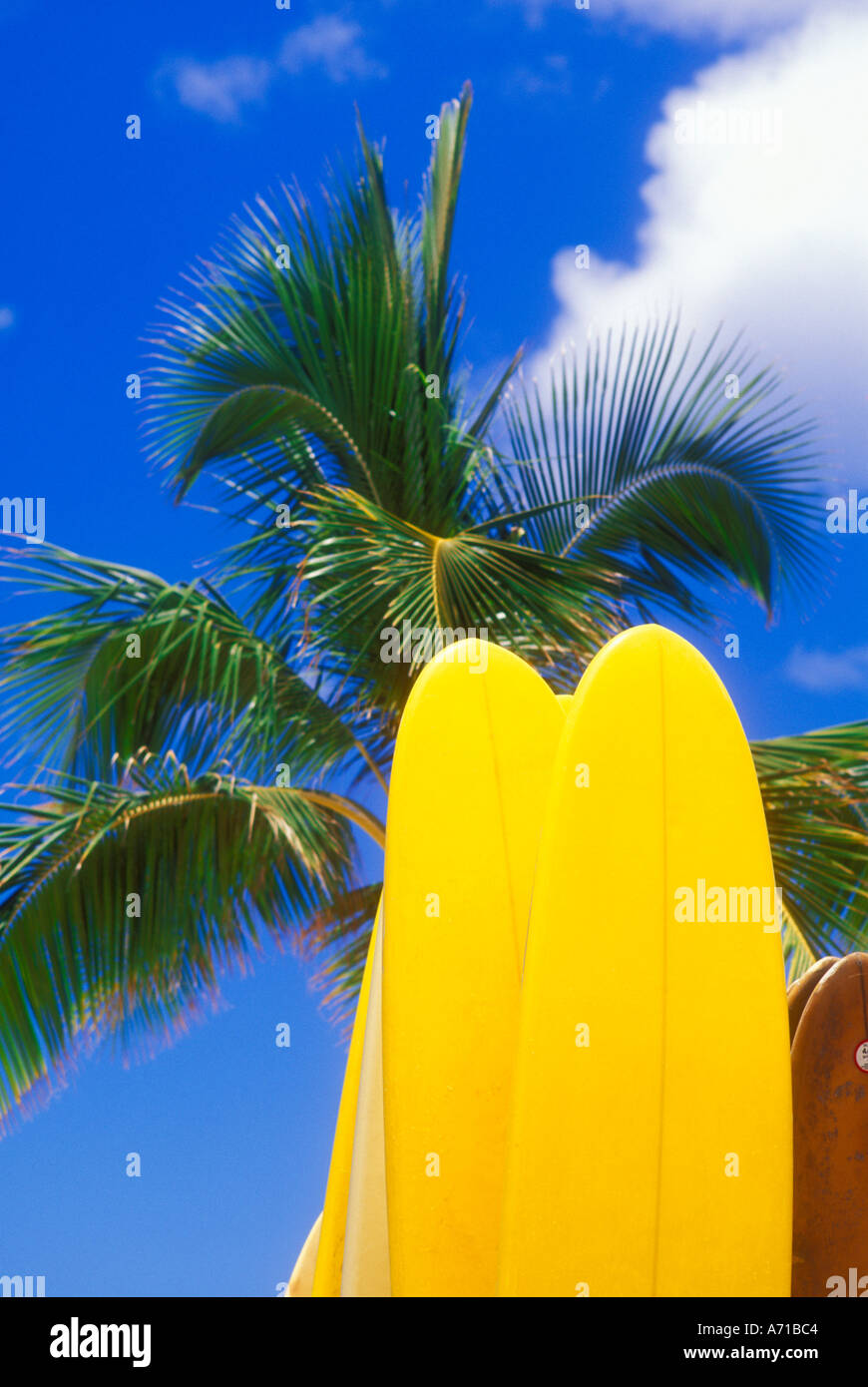 Surfboards and palm tree at Waikiki Beach on Oahu island in Hawaii USA ...