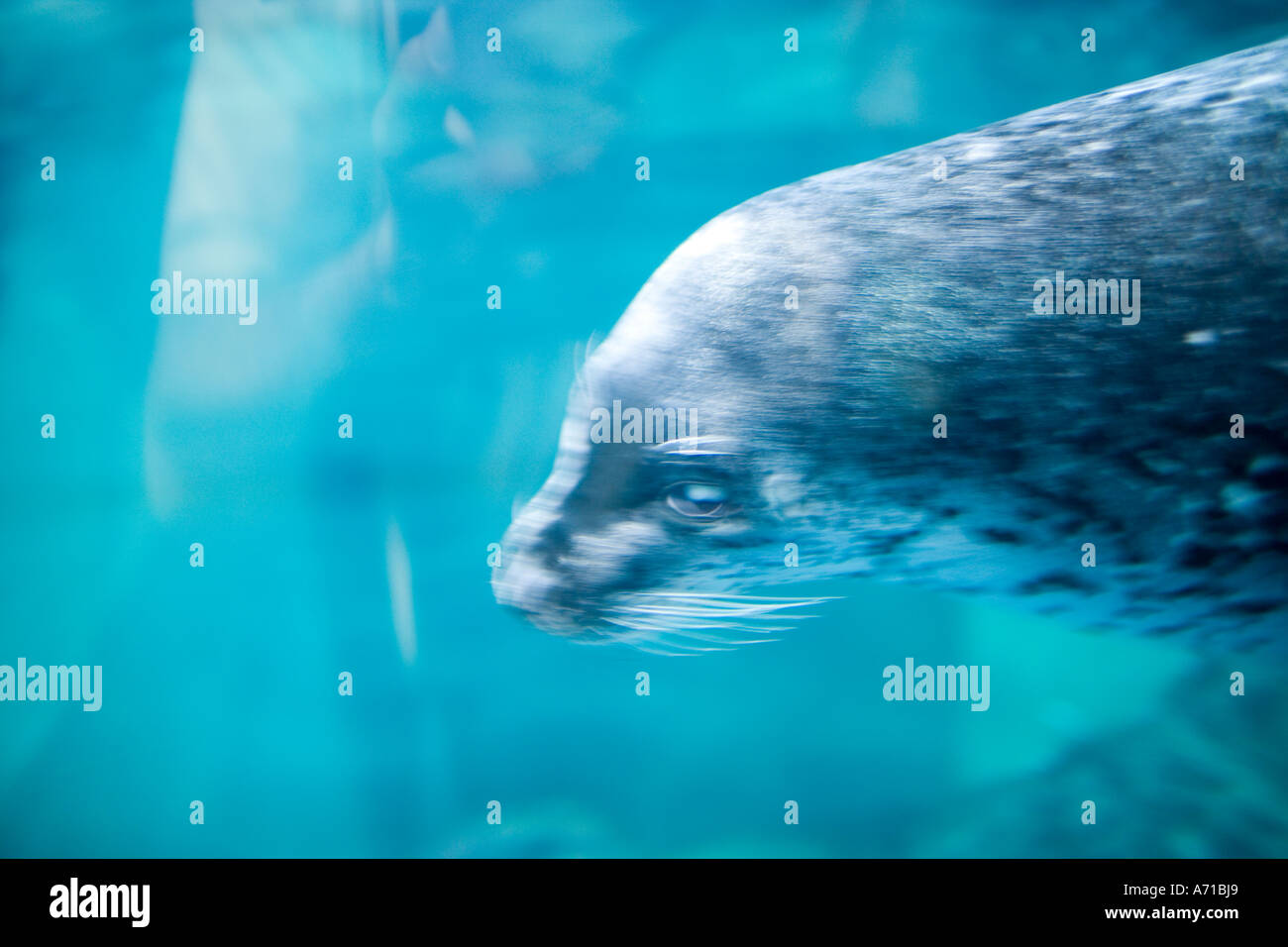 Asia China Shanghai Spotted Seal Phoca largha swimming inside glass ...