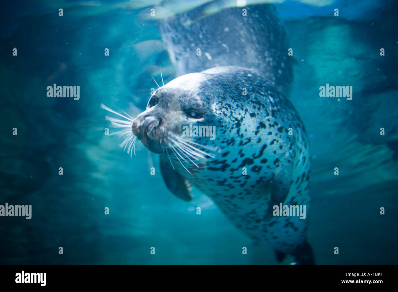 Asia China Shanghai Spotted Seal Phoca largha swimming inside glass ...