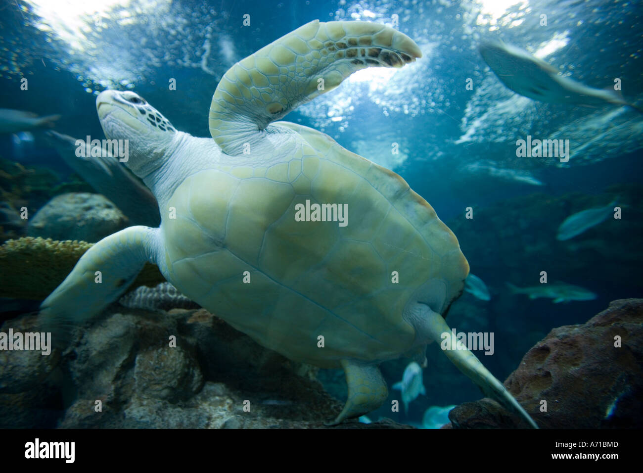 Asia China Shanghai Pacific Sea Turtle swimming inside glass display ...