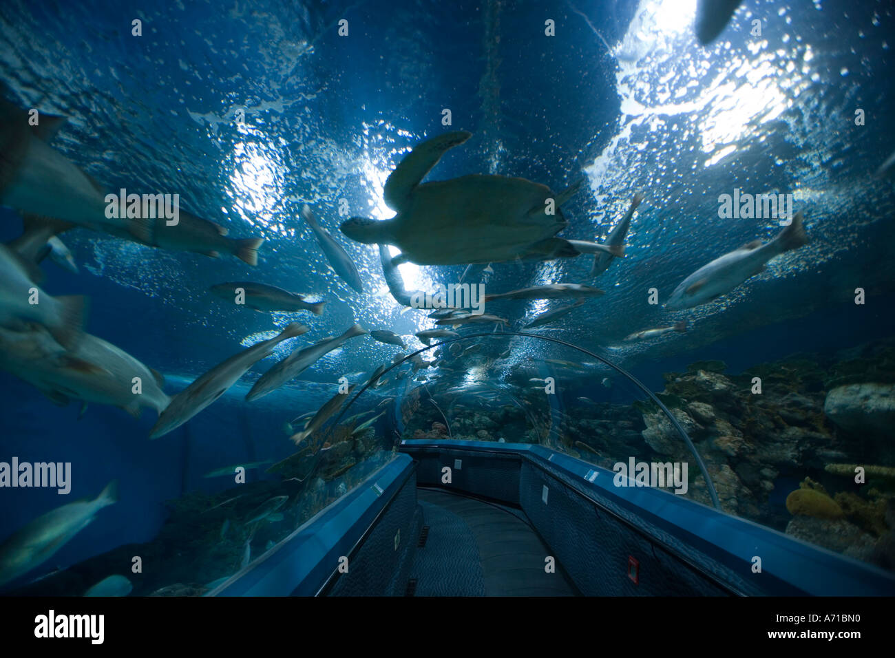 Asia China Shanghai Pacific Sea Turtle swimming inside glass display ...