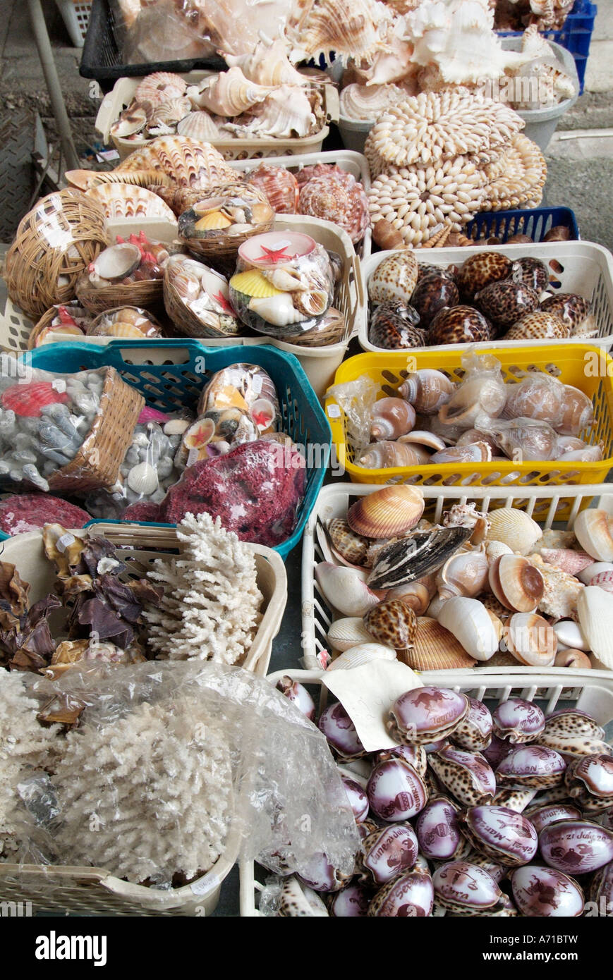 Sea shell basket box container various mixed marine collect token ...