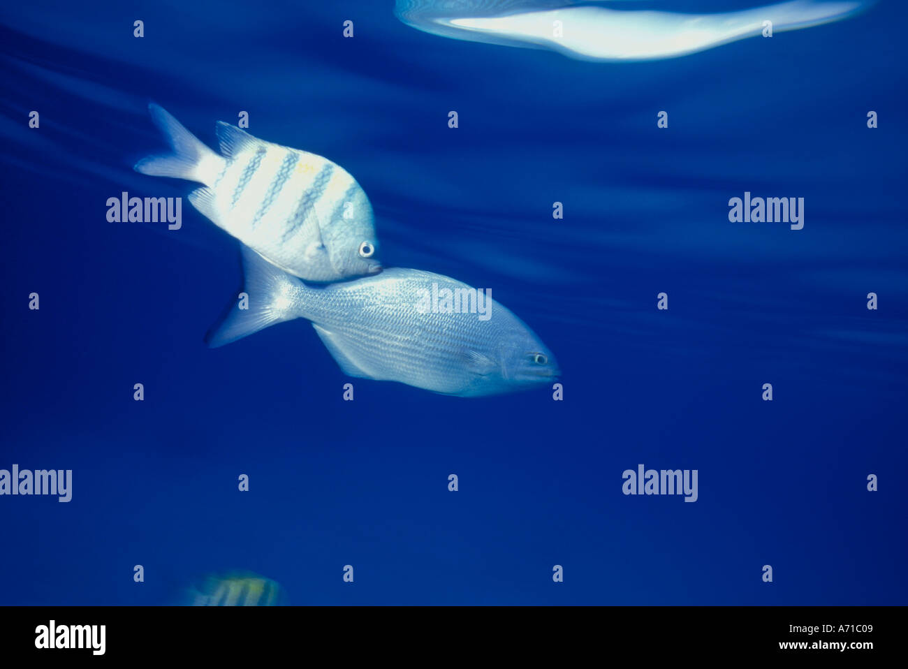One sargent major fish and one gray snapper near Cozumel Island in ...