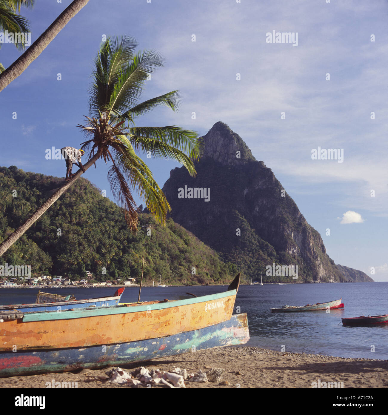Local man climbs leaning coconut palm tree at Soufriere beach with The ...