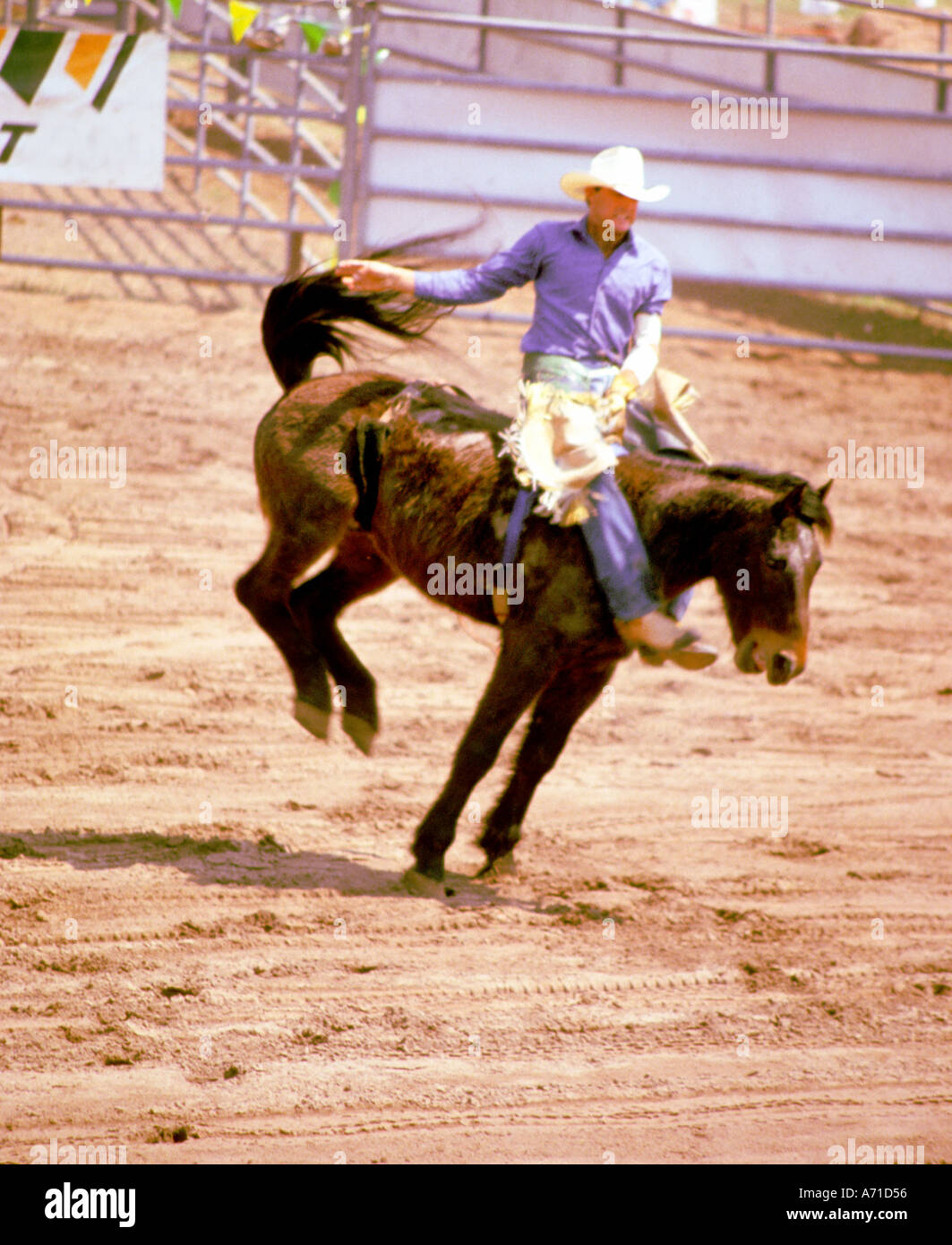 Bucking bronco Darwin NT Rodeo Stock Photo - Alamy