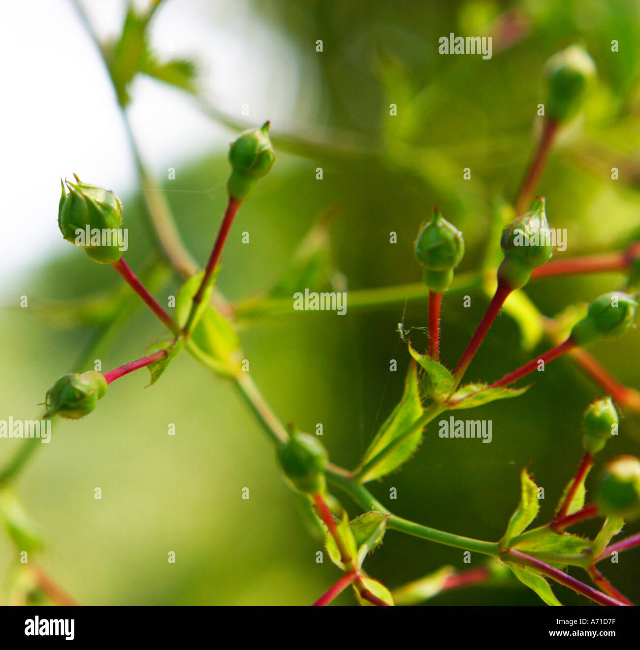 Rose plant bud beginnings spring hi-res stock photography and images ...