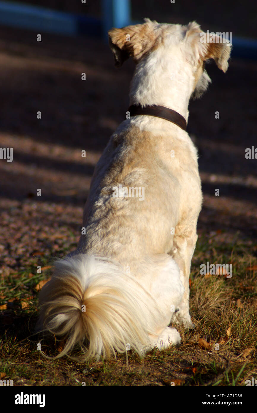 Sitting tibetan terrier dog seen from behind Stock Photo - Alamy