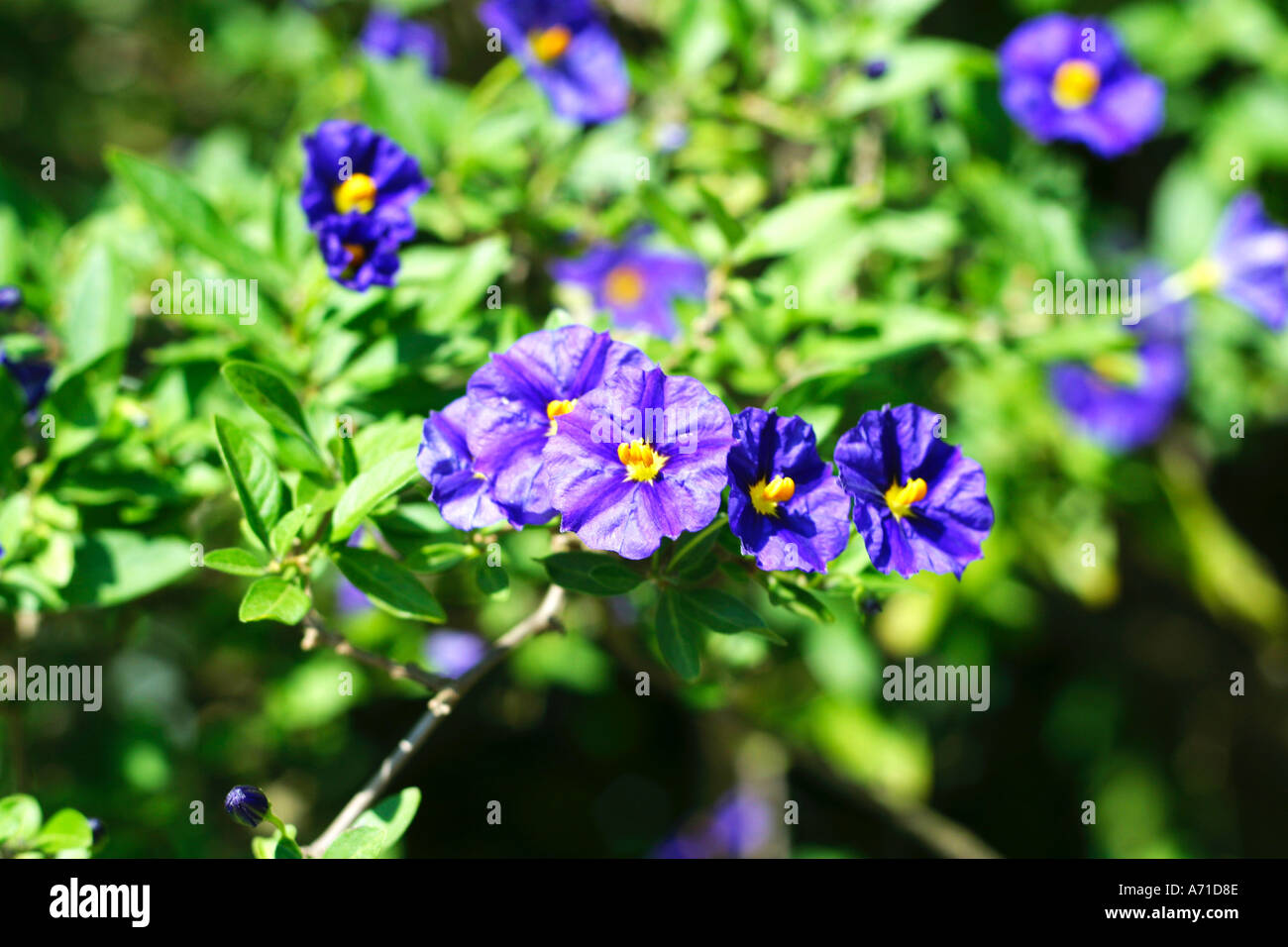 Solanum rantonnetii Paraguay nightshade, blue potato bush, Blue solanum ...