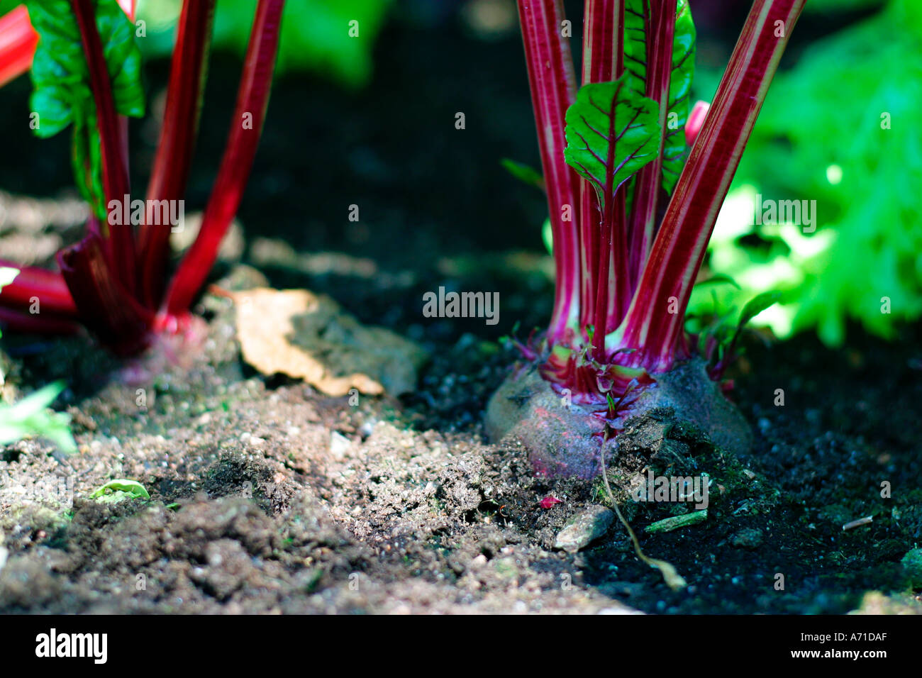 Beet root Beta vulgaris ssp vulgaris v conditiva v rubra Chenopodiaceae ...