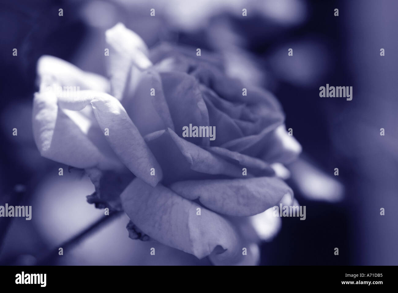 Blue toned image of a single rose Stock Photo - Alamy