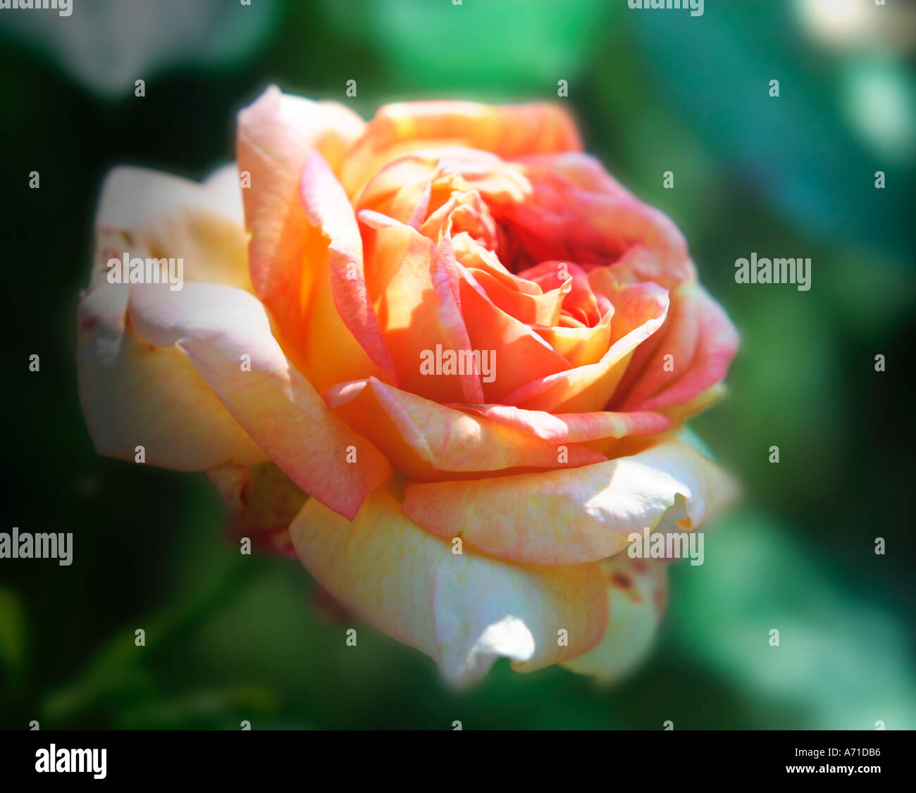 Rose crown princess margareta hi-res stock photography and images - Alamy