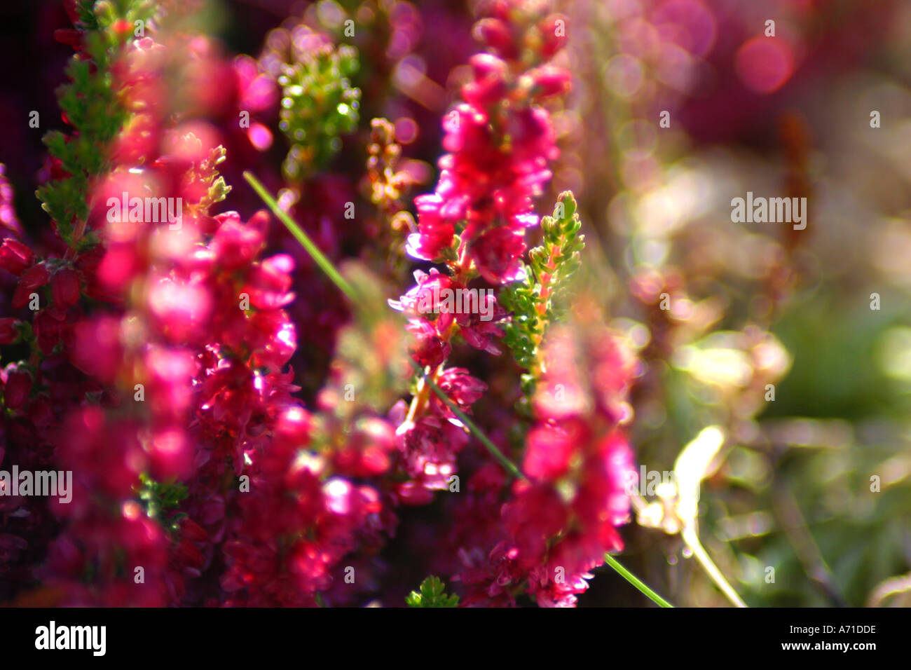 Pink flowering heather (Calluna vulgaris Stock Photo - Alamy