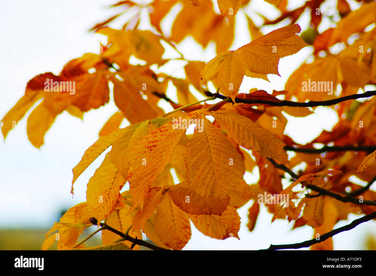 Yellow chestnut hi-res stock photography and images - Alamy