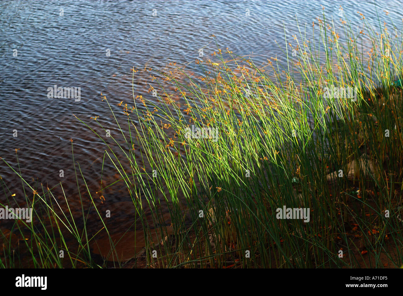 Grass by water Stock Photo - Alamy