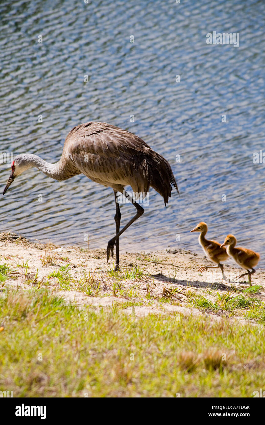 Sandhill crane Grus canadensis and young baby babies birds chicks ...