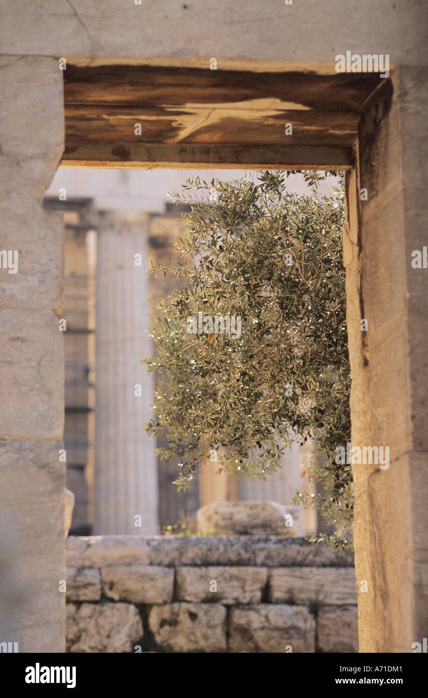 Athenas olive tree hi-res stock photography and images - Alamy