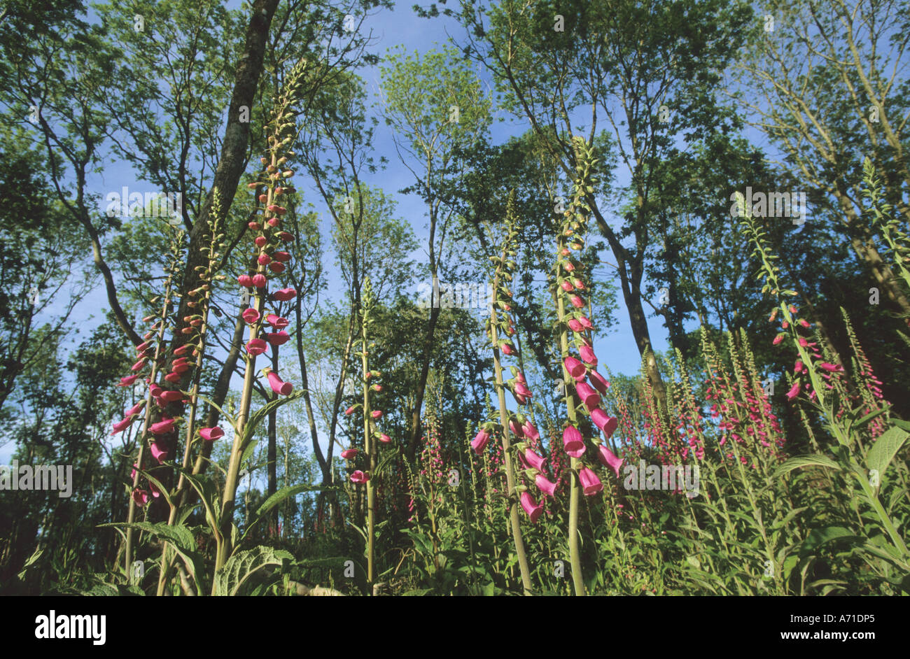 Fox gloves in an ancient wood, Duncliffe Wood, North Dorset, UK Stock ...