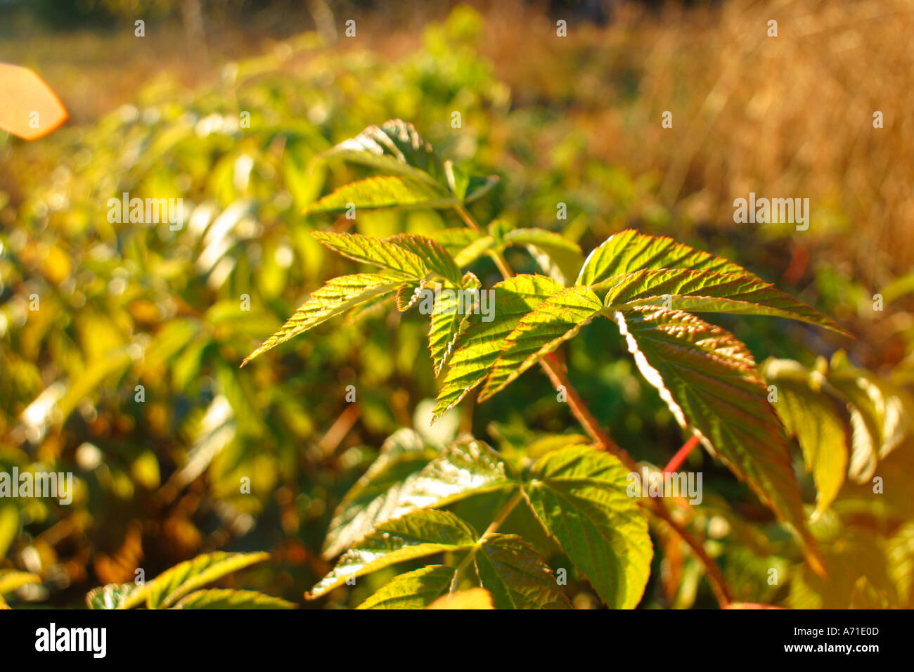 Raspberry sprout Rubus idaeus Stock Photo - Alamy