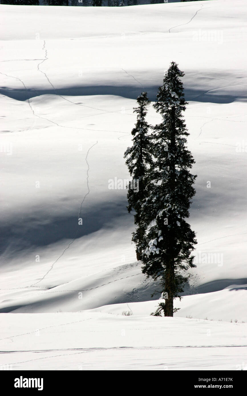 Snow kashmir beautiful pine tree hi-res stock photography and images ...