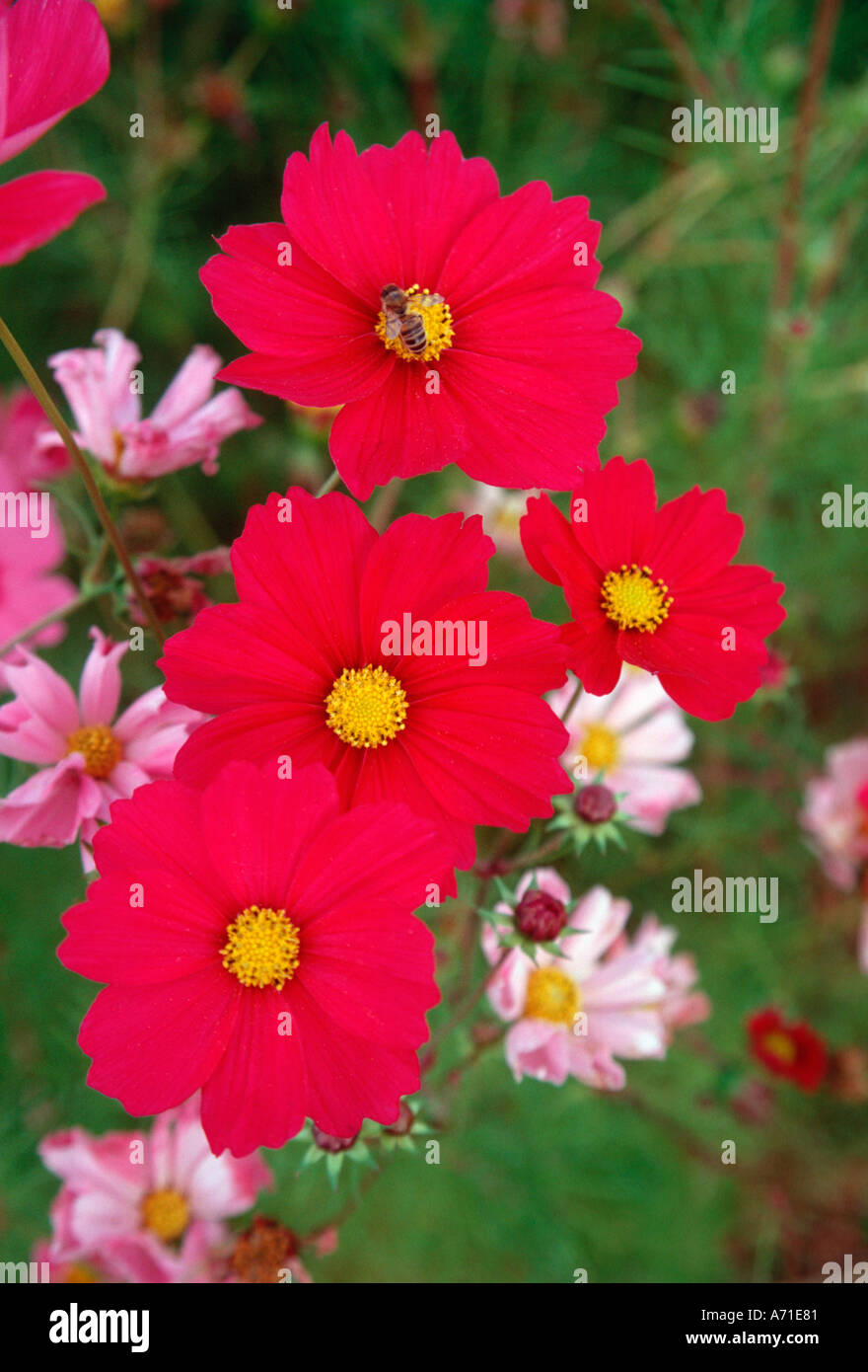 Colorful Cosmos display their blooms to the Summer sun Stock Photo - Alamy