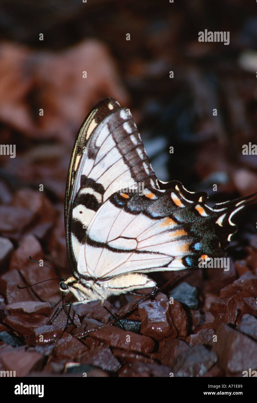 Tigertail butterfly hi-res stock photography and images - Alamy