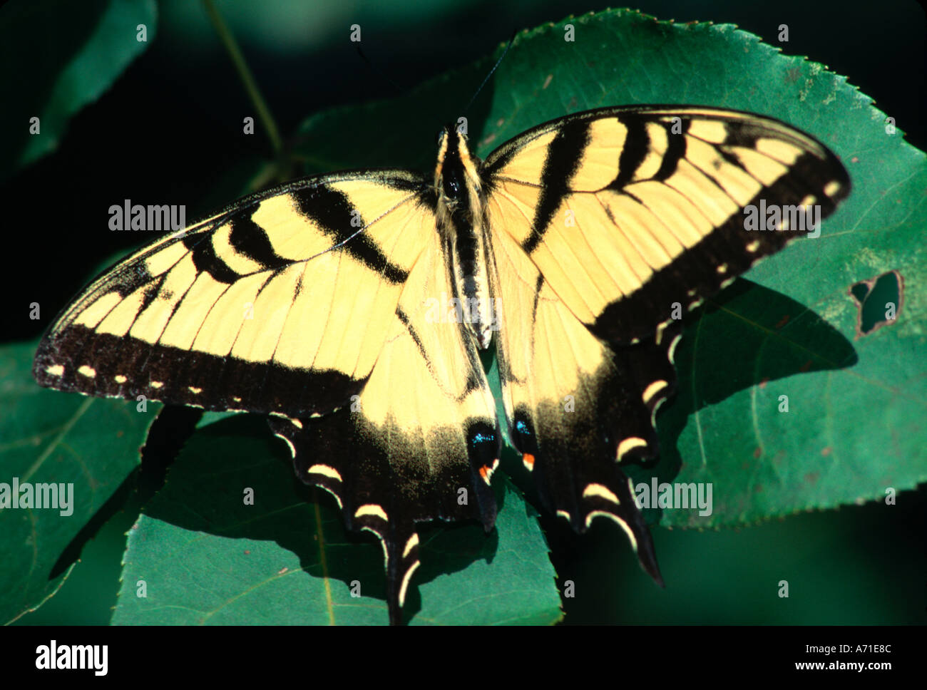 Tigertail Butterfly High Resolution Stock Photography and Images - Alamy
