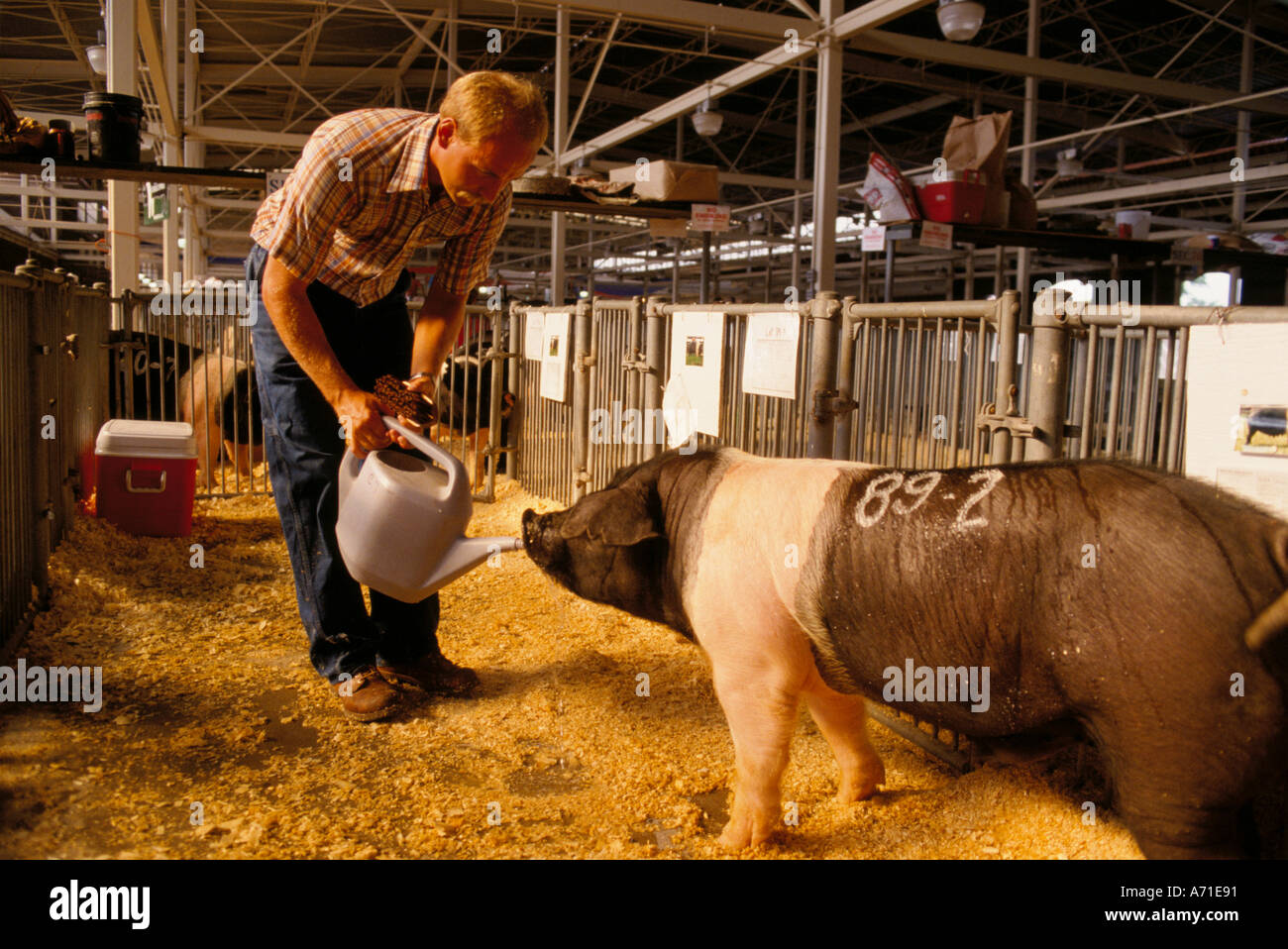 Pig contest state fair hi-res stock photography and images - Alamy