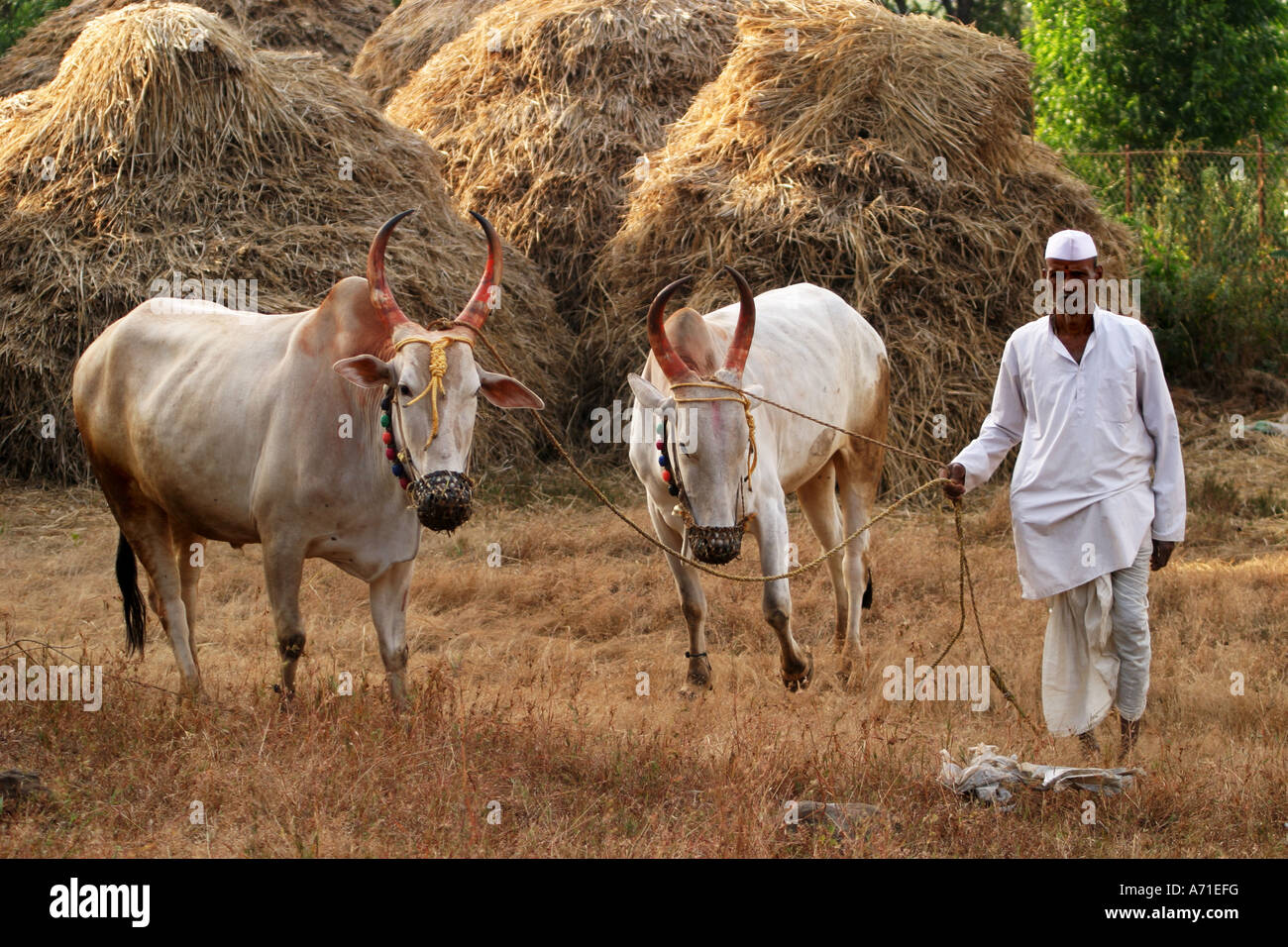 Bull pulling plow hi-res stock photography and images - Alamy