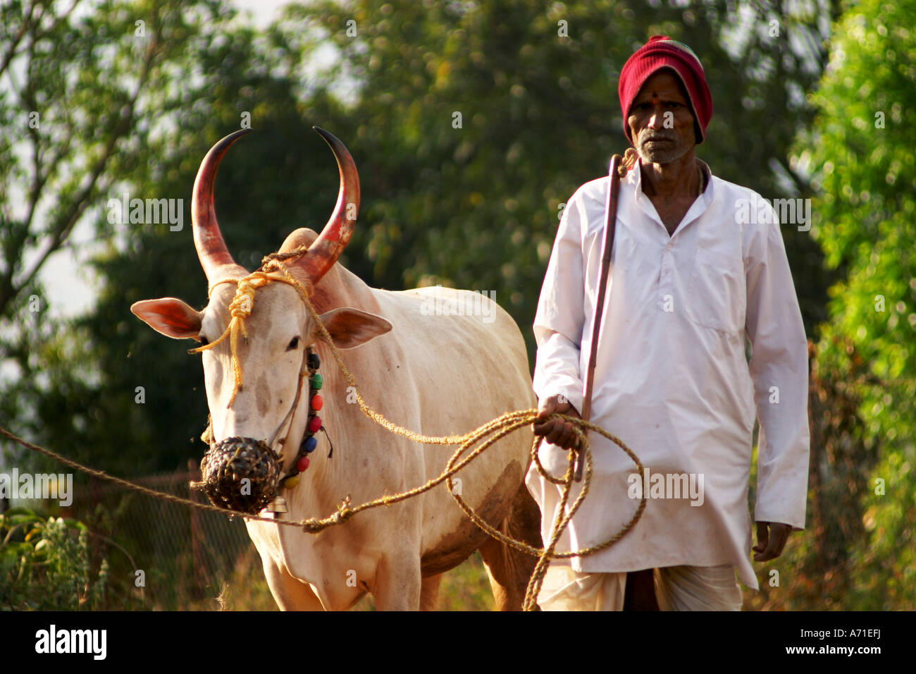 Bull pulling plow hi-res stock photography and images - Alamy