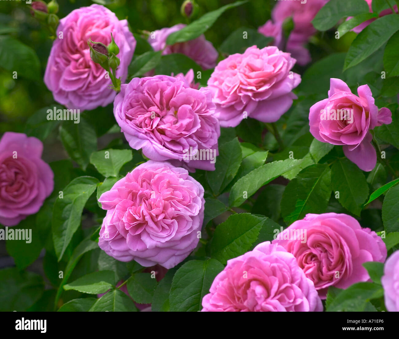 Rose height hi-res stock photography and images - Alamy