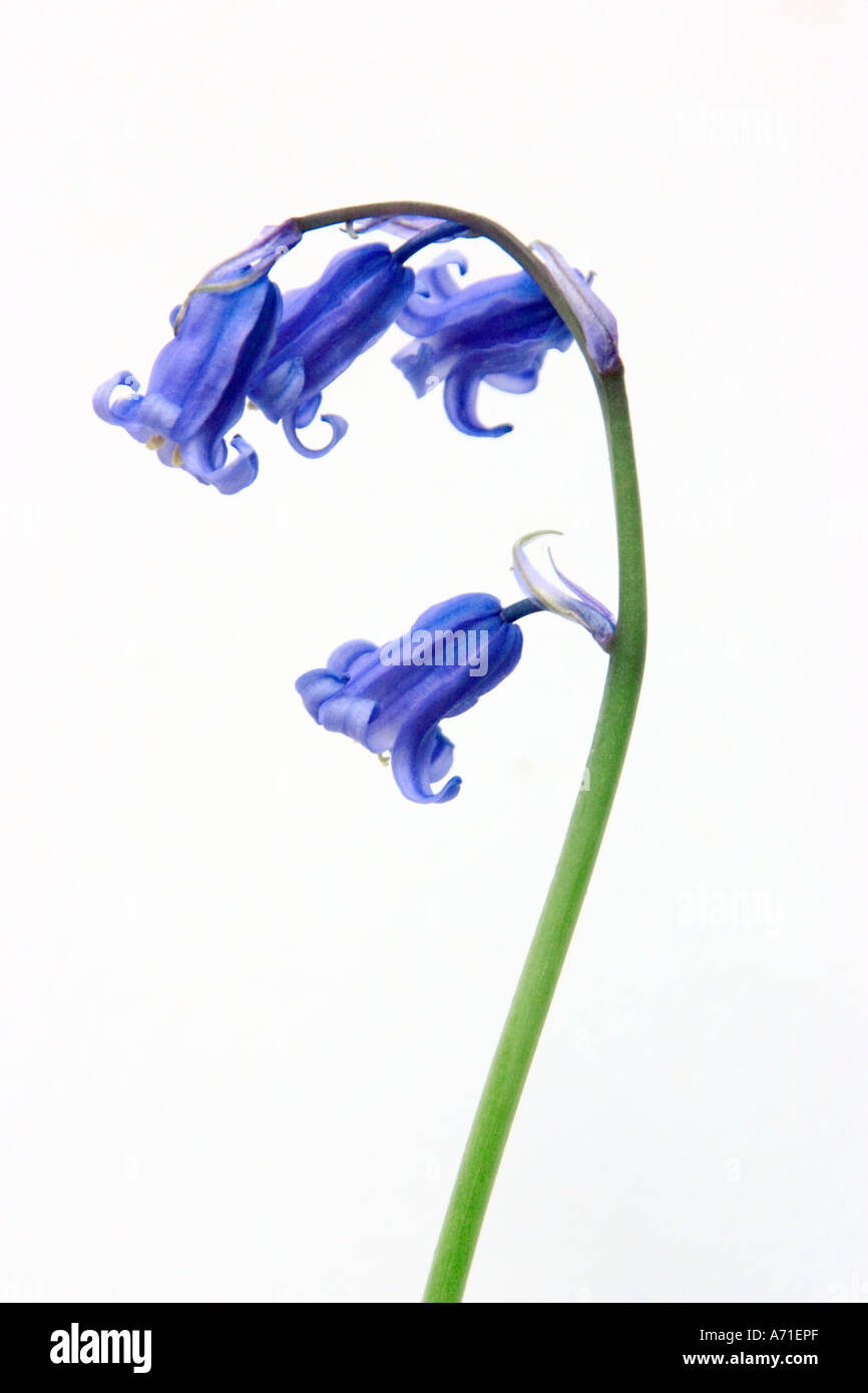 Bluebells on white background hi-res stock photography and images - Alamy