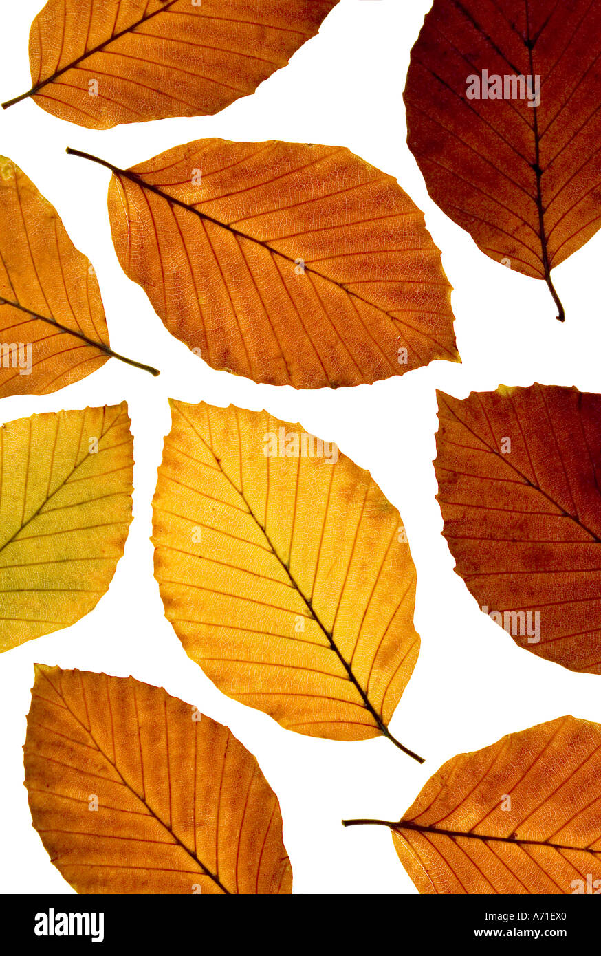 Beech leaf hi-res stock photography and images - Alamy