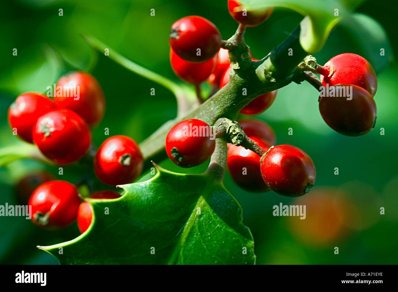 Holly tree hi-res stock photography and images - Alamy
