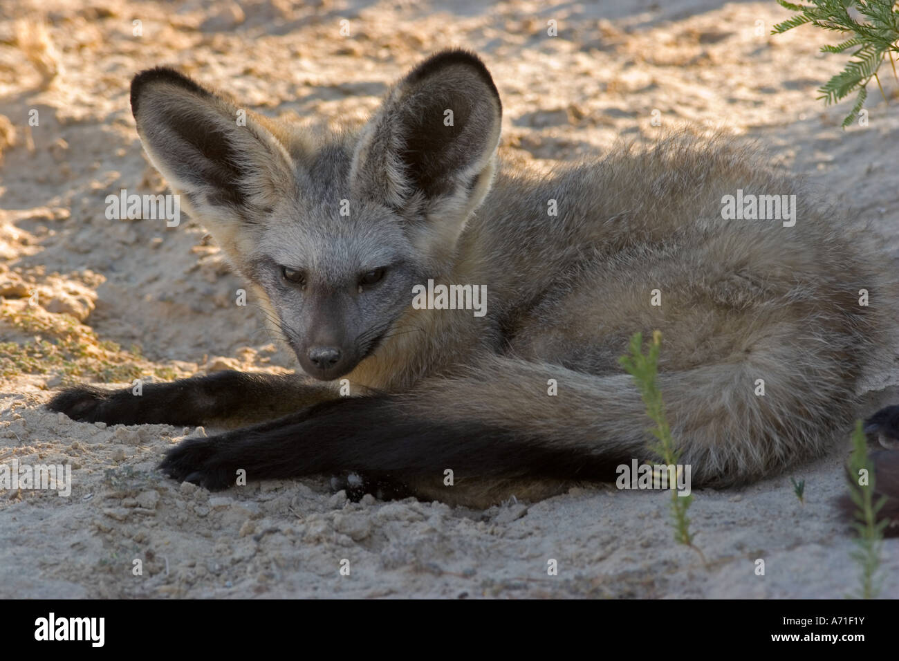 bat-eared fox resting Stock Photo - Alamy