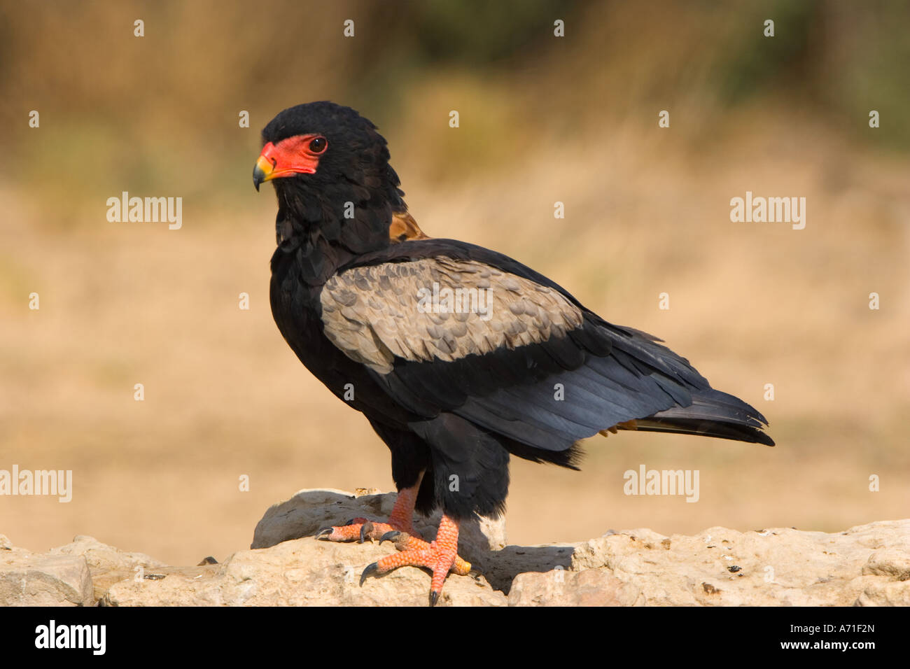 bateleur at waterhole Stock Photo - Alamy