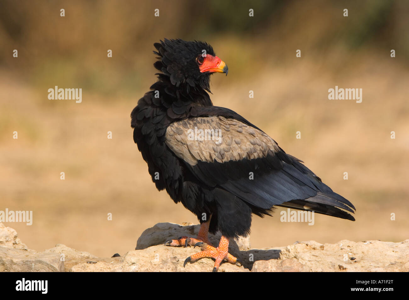 bateleur at waterhole Stock Photo - Alamy