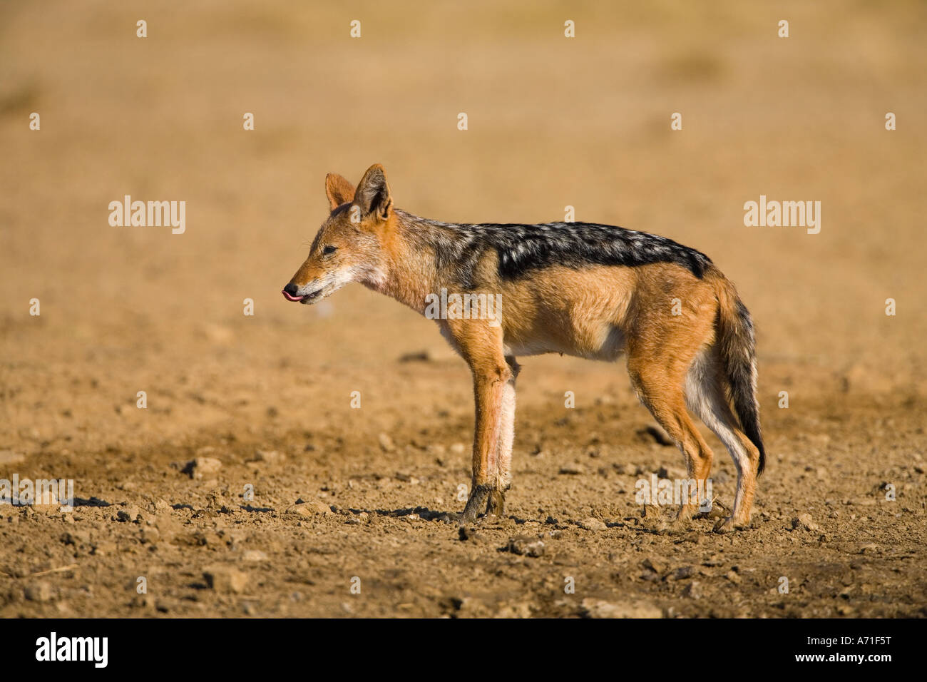 jackal at waterhole Stock Photo - Alamy
