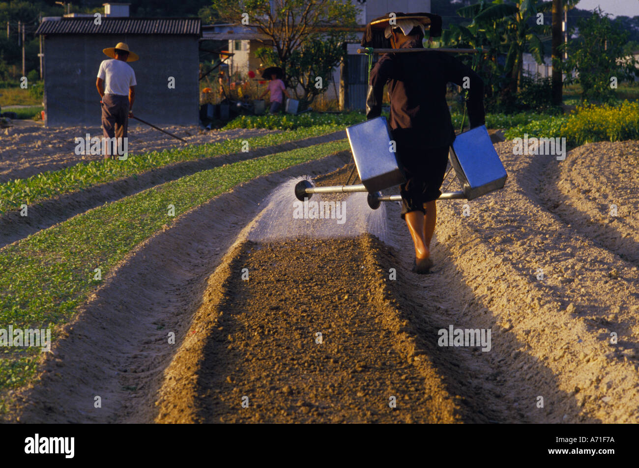 Hakka farmer watering vegetables farm in New territories hong kong ...