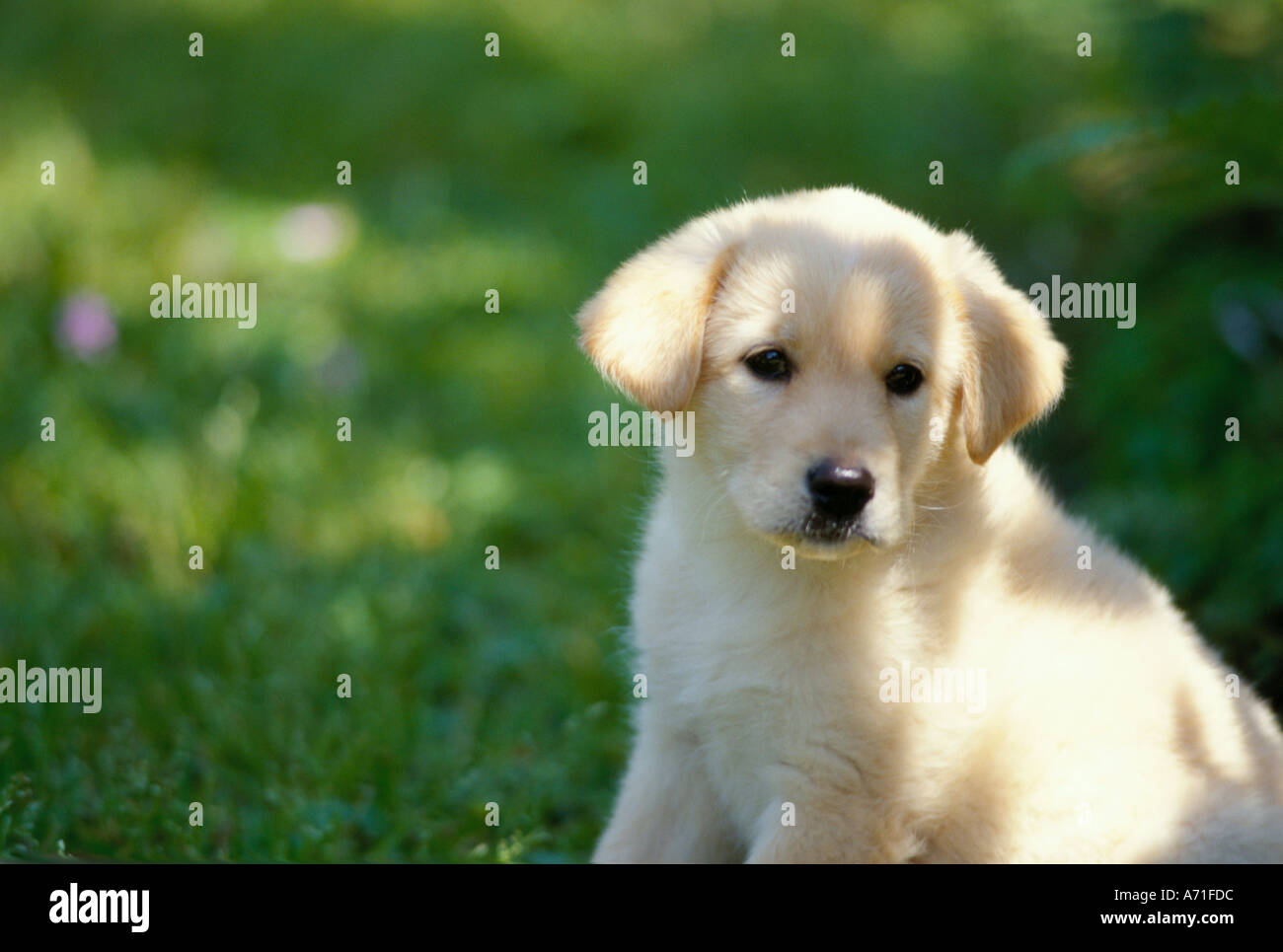 A yellow labrador retriever puppy mix sitting on the green lawn Stock ...