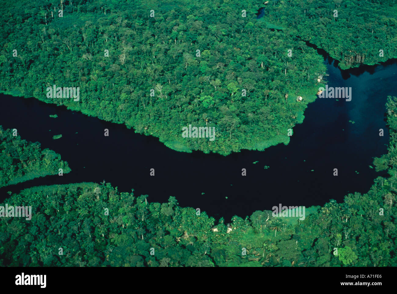 Marajo Island river in floodplain forest Stock Photo - Alamy