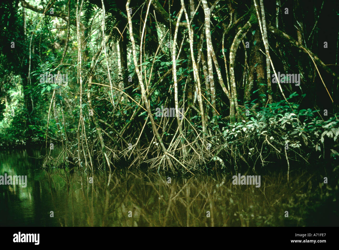 Roots on banks of Sing River Stock Photo - Alamy