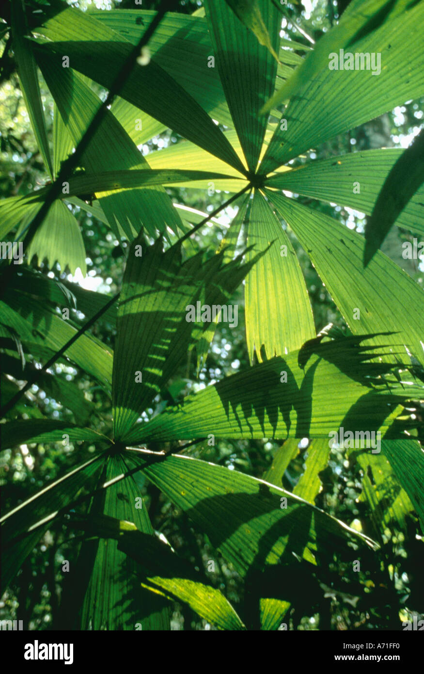 Tropical rainforests peru hi-res stock photography and images - Alamy