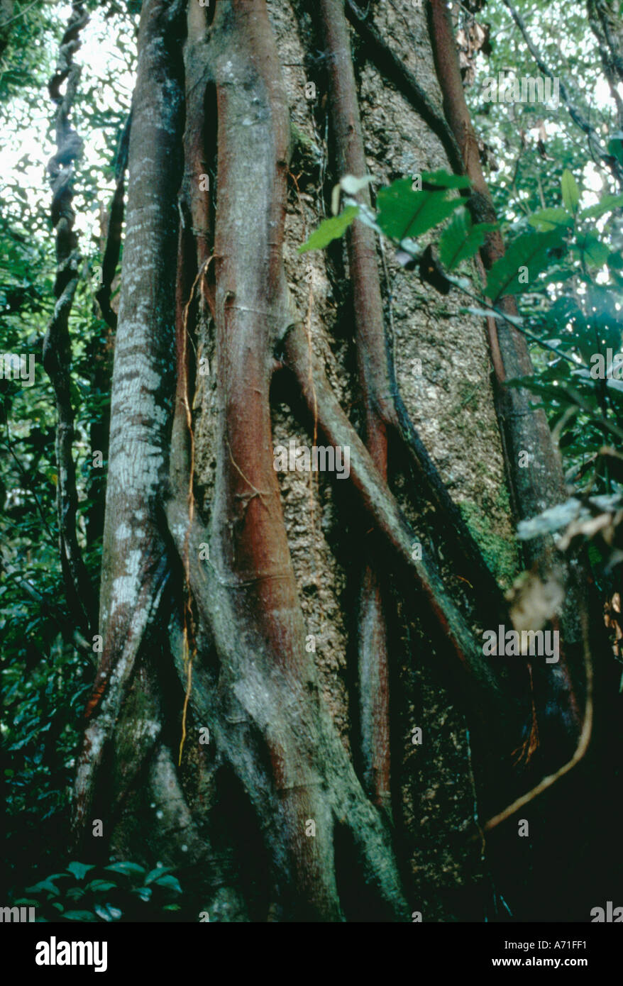 A Strangler Fig growing in the tropical rainforest of Brazil Apui Stock ...