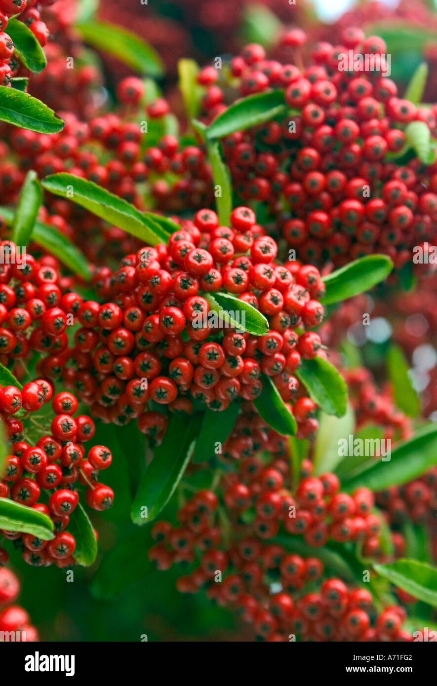 Red berrries hi-res stock photography and images - Alamy