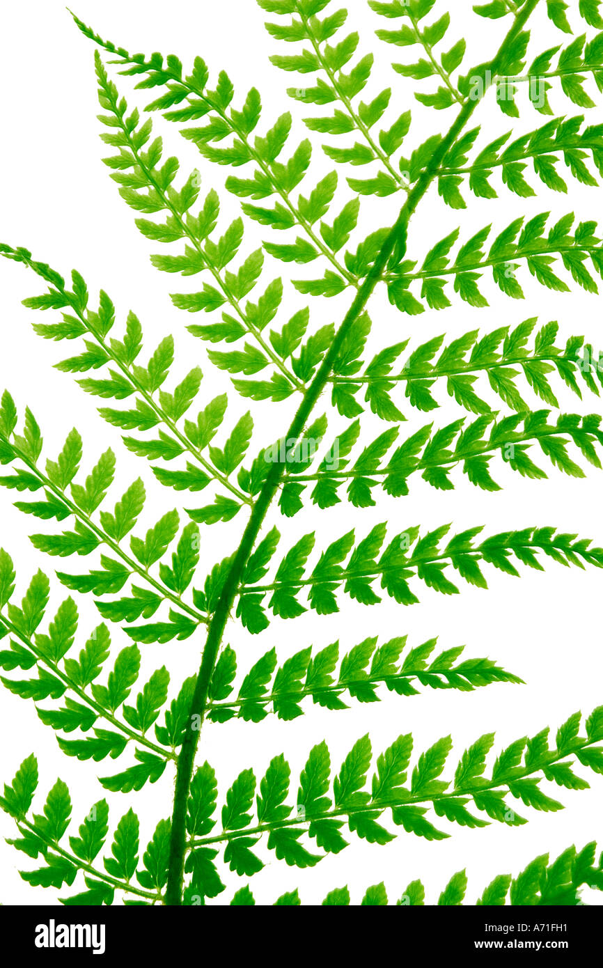 Fern leaf patterns hi-res stock photography and images - Alamy