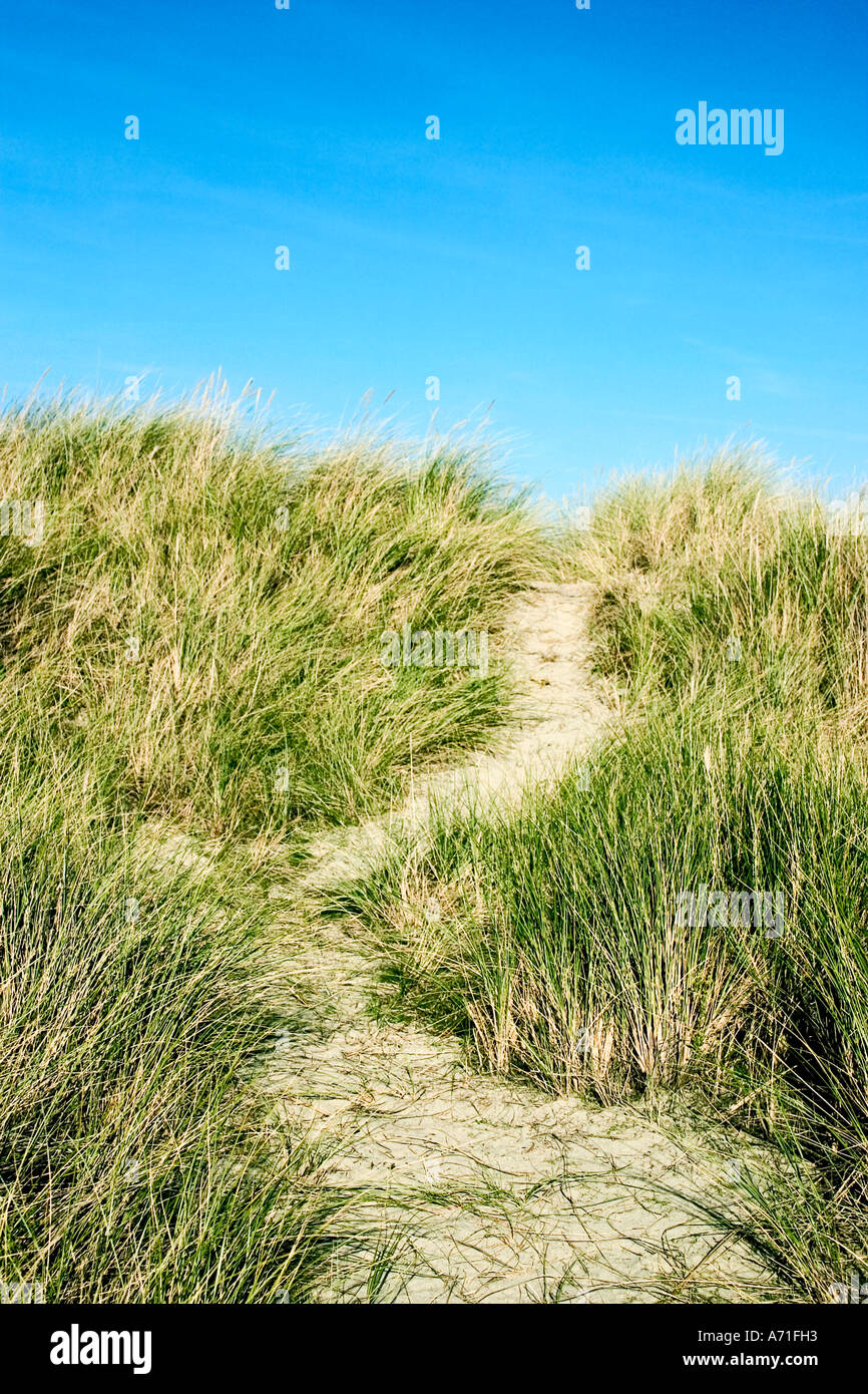 A long winding sandy path amongst sand dunes leading to the sea Stock ...