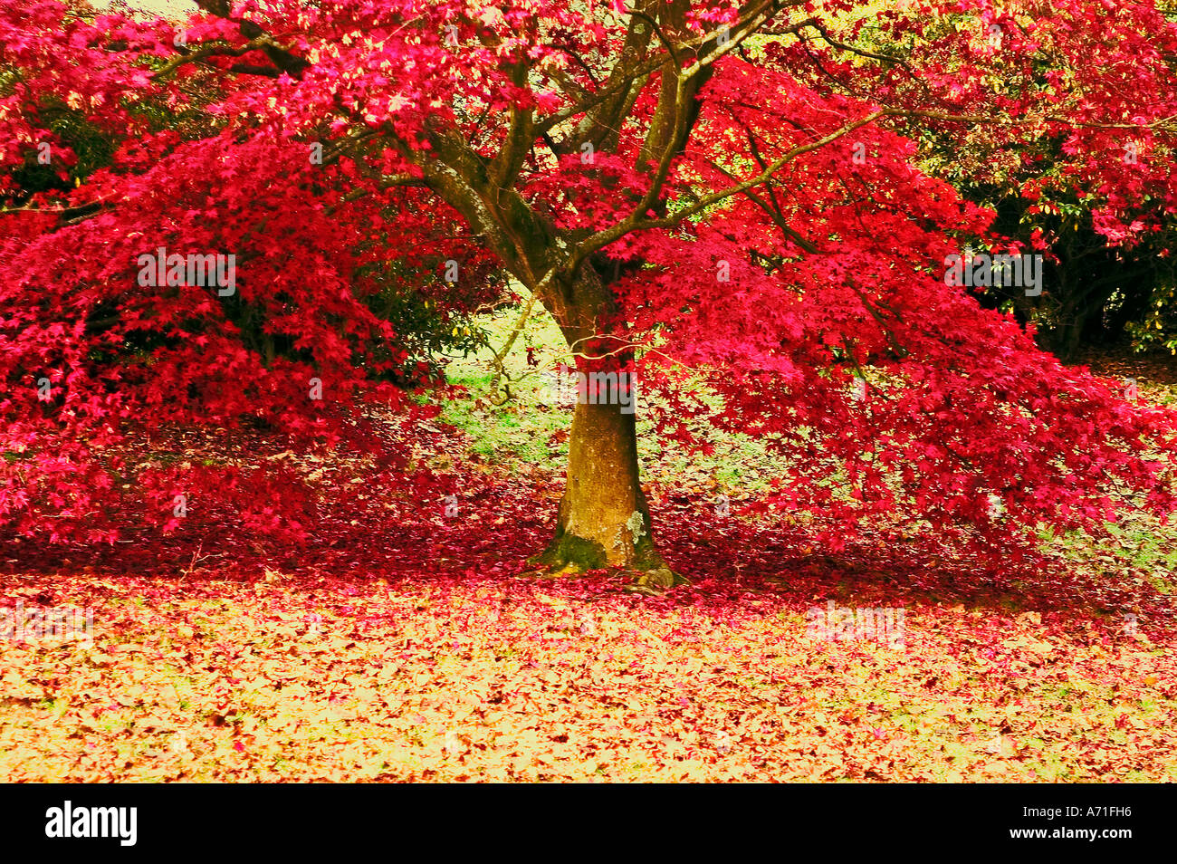 Common name: Maple Tree Latin name: Acer Palmatum Stock Photo - Alamy