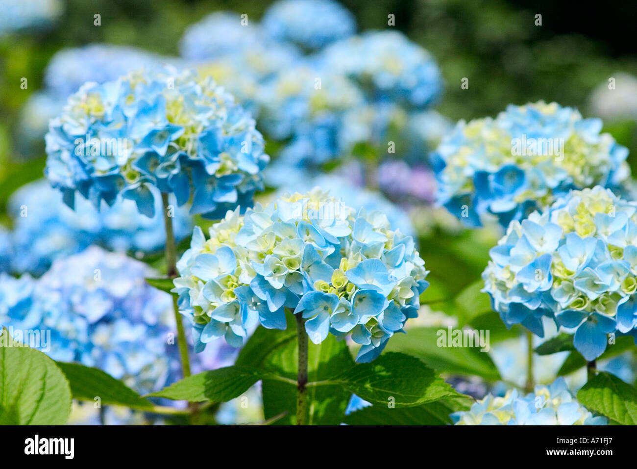 Hydrangeaceae Family Stock Photos & Hydrangeaceae Family Stock Images ...