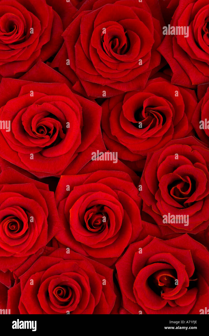 Close up full frame shot of rich deep dark red Roses Stock Photo - Alamy